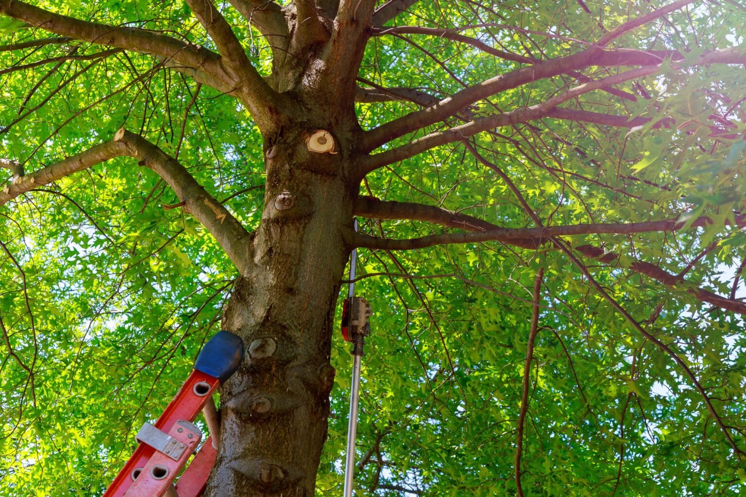 Permits & Local Tree Ordinances Explained: What Homeowners Must Know ...